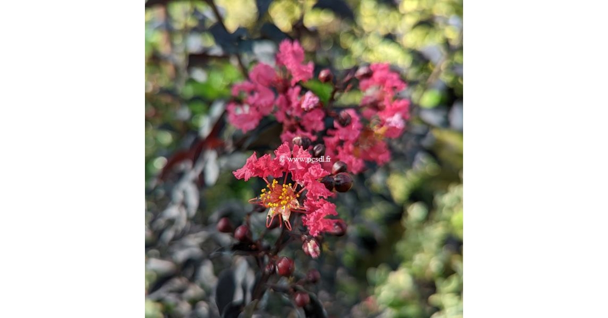 Lagerstroemia indica 'Midnight Magic' ® C10L Tige 1m - Tous les arbres ...