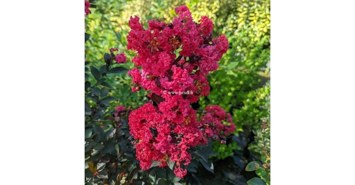 Lagerstroemia indica 'Double Dynamite' ® C12L Tige 80cm - Tous les ...
