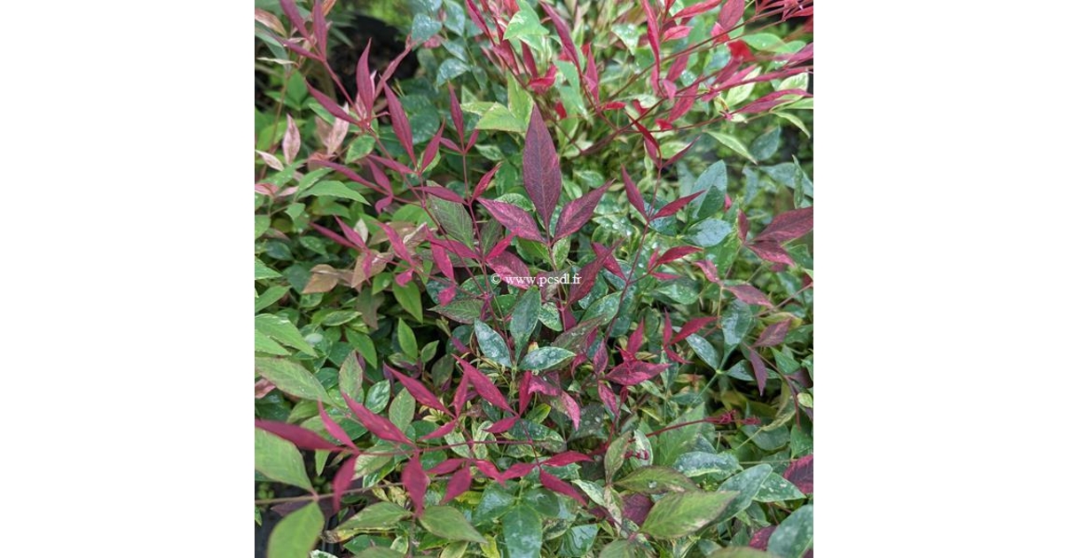 Nandina domestica 'Red Light' ® C3L 10/20 - Tous les arbustes ...