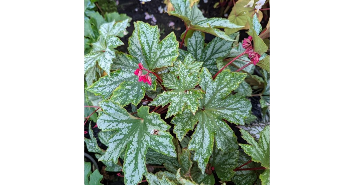 Begonia 'Silver Splendor' C3L - Toutes les vivaces - Pépinières côte ...
