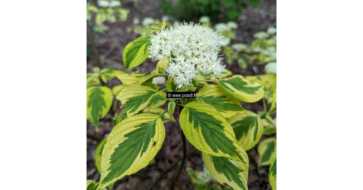 Cornus alternifolia 'Golden Shadow' ® - Tous les arbres - Pépinières ...