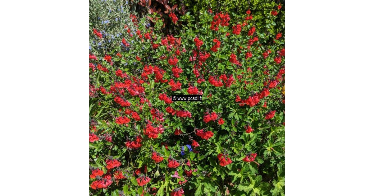 Salvia microphylla 'Royal Bumble' C3L - Tous les arbustes - Pépinières ...