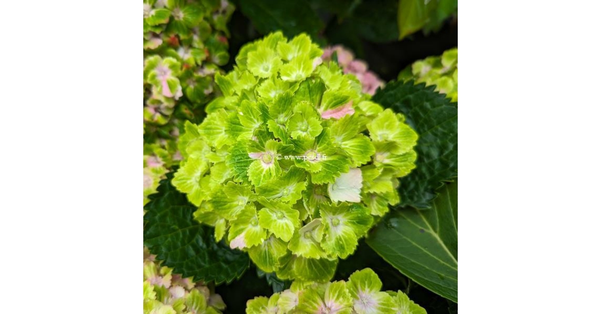 Hydrangea macrophylla 'Vibrant Verde' ® C4L 20/40 - Tous les Hydrangea ...