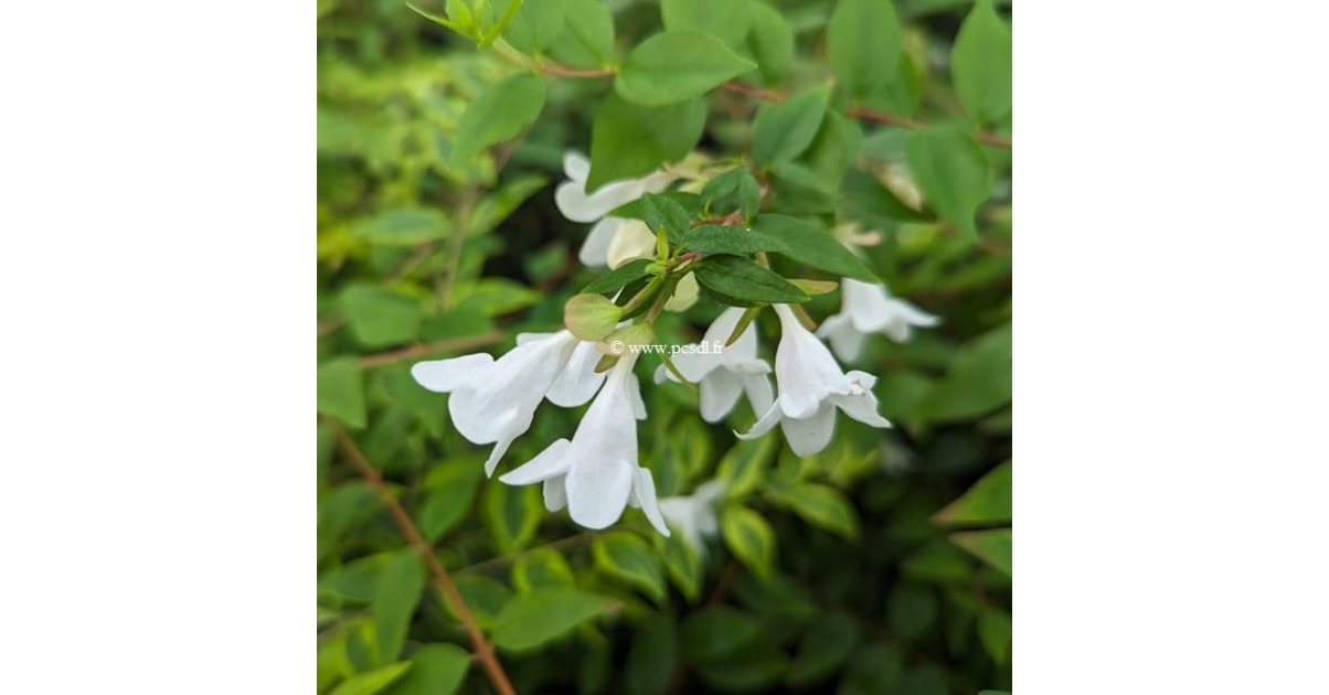 Abelia x grandiflora 'Cristal Charm' ® C4L 40/60 - Tous les arbustes ...