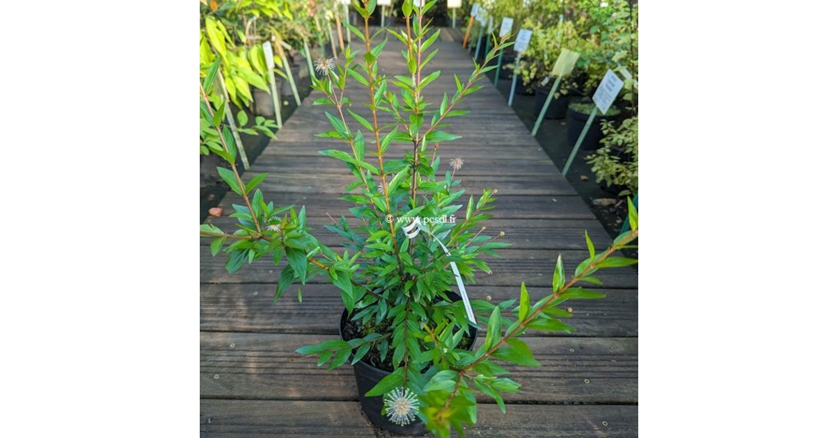 Adina rubella C4L 60/80 - Tous les arbustes - Pépinières côte sud des ...