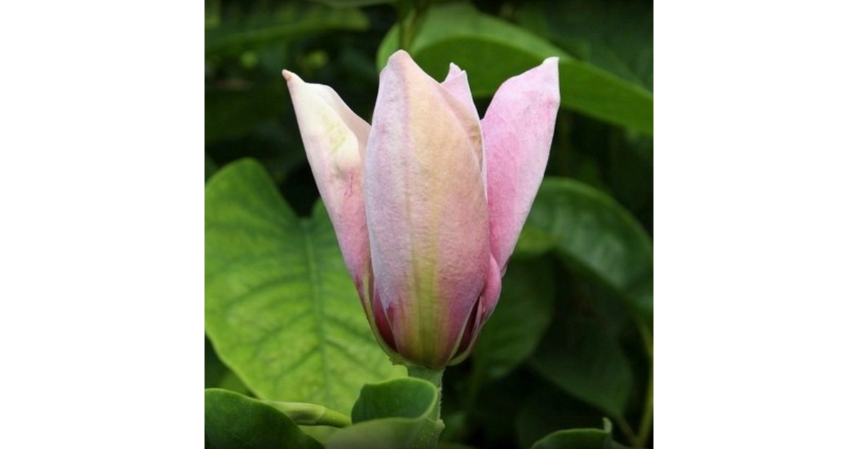 Magnolia x brooklynensis 'Eva Maria' C4L 30/40 - Tous les arbres ...