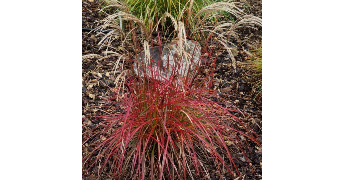 Miscanthus sinensis 'Ruby Cute' ® C3L - Toutes les vivaces - Pépinières ...