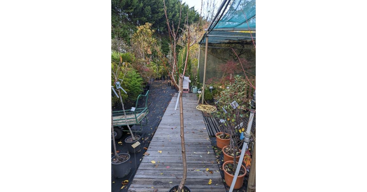 Nectarine 'Nectared' C10L 1/2 tige 6/8 - Tous les arbres - Pépinières ...