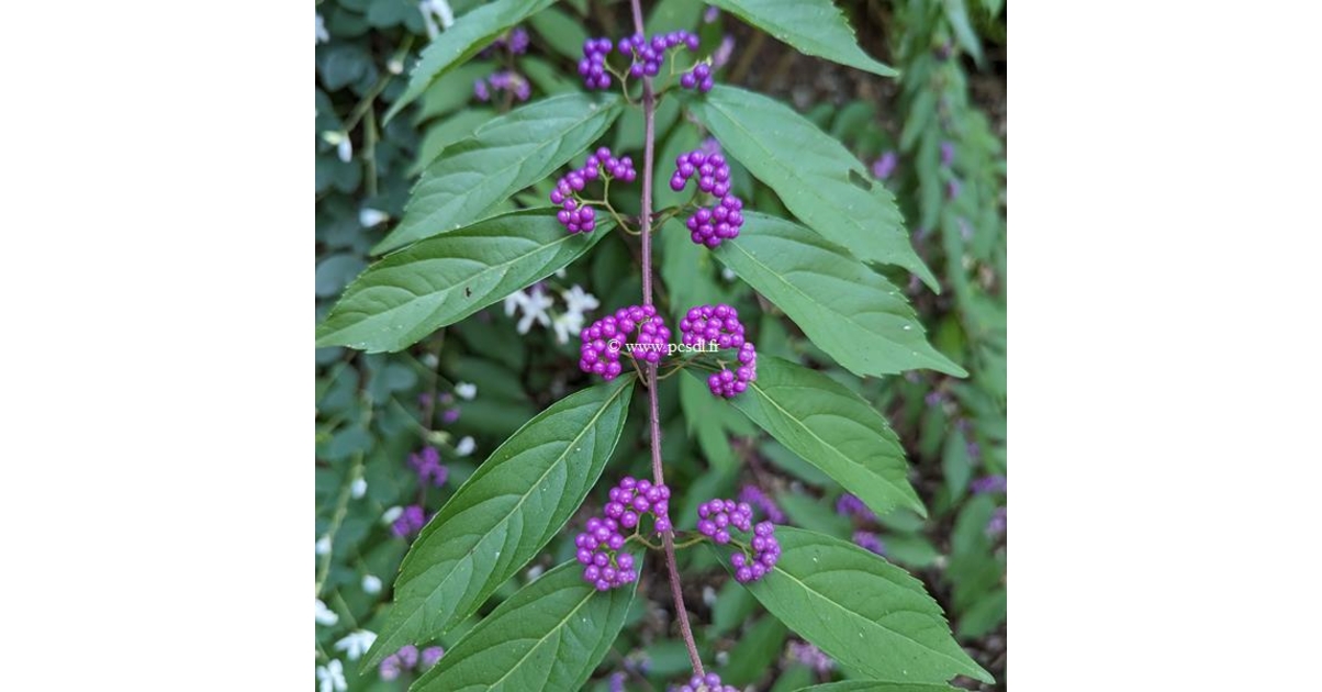 Callicarpa dichotoma 'Issai' C4L 60/80 - Tous les arbustes - Pépinières ...