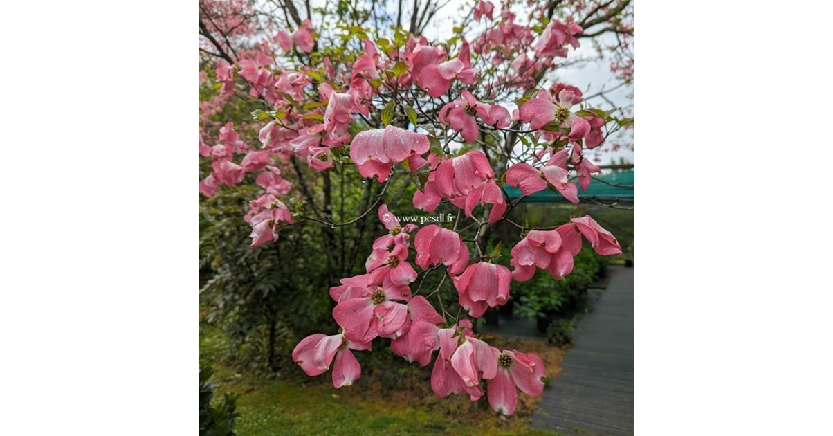 Cornus florida 'Red Giant' C4L 60/80 - Tous les arbres - Pépinières ...