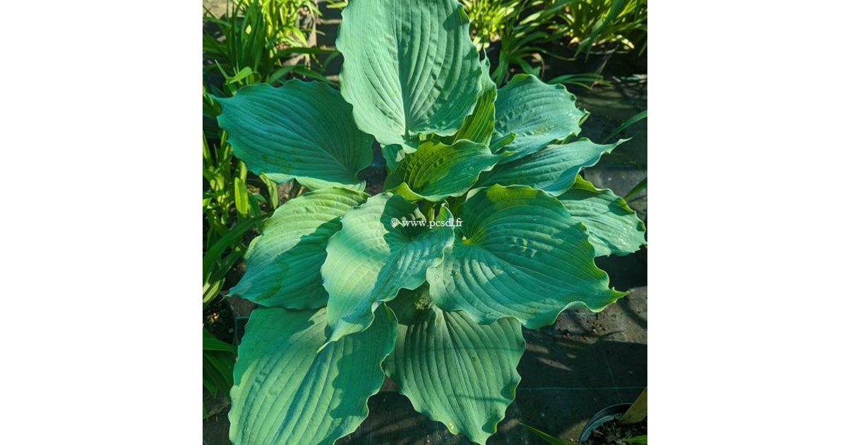 Hosta 'Diamond Lake' C3L - Toutes les vivaces - Pépinières côte sud des ...