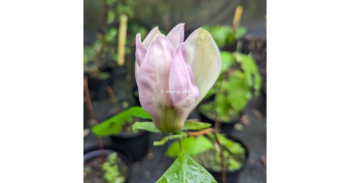 Magnolia x brooklynensis 'Eva Maria' C4L 100/125 - Tous les arbres ...