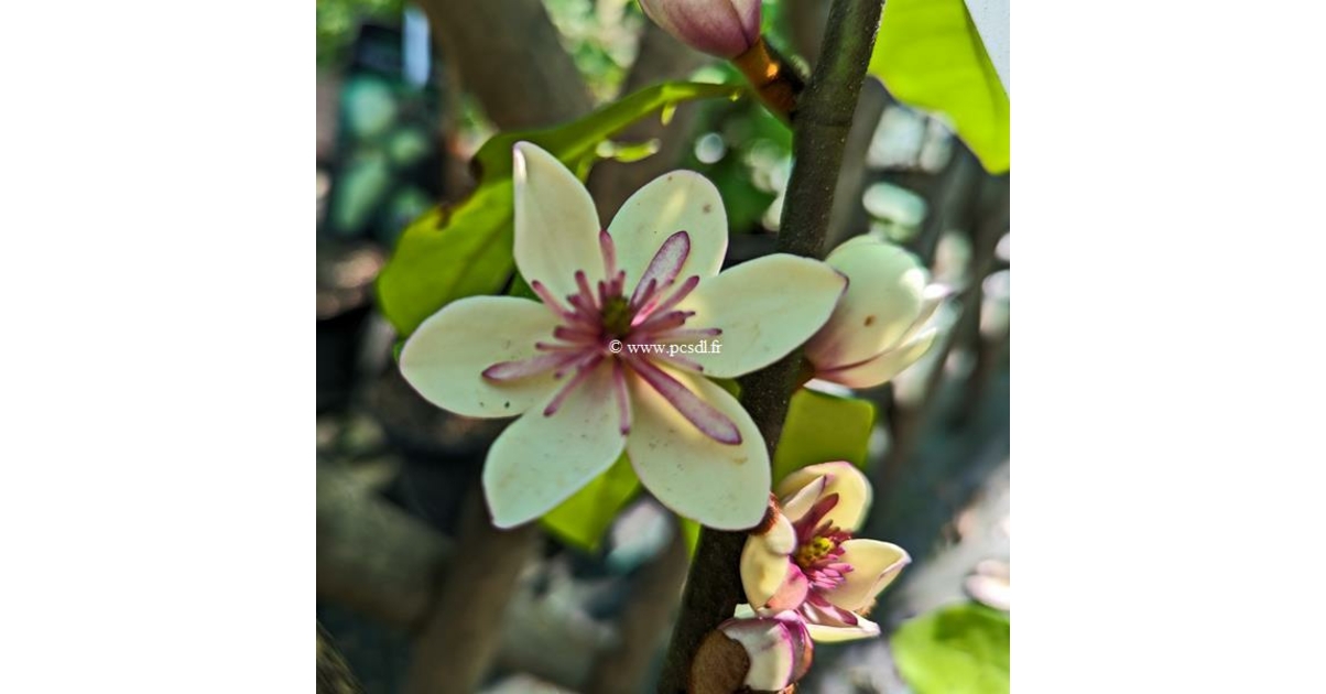 Magnolia 'White Caviar' C5L 60/80 - Tous les arbres - Pépinières côte ...