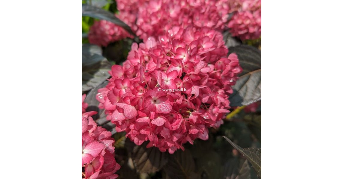 Hydrangea macrophylla 'Eclipse' ® C4L 20/40 - Tous les Hydrangea ...
