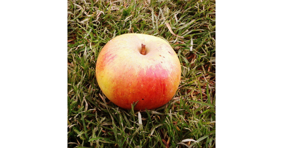 Pommier 'Reinette de France' C10L 1/2 tige 6/8 - Tous les arbres ...