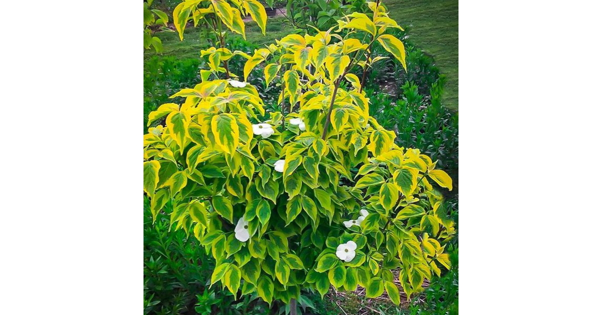 Cornus x rutgersensis 'Celestial Shadow' C4L 40/60 - Tous les arbres ...