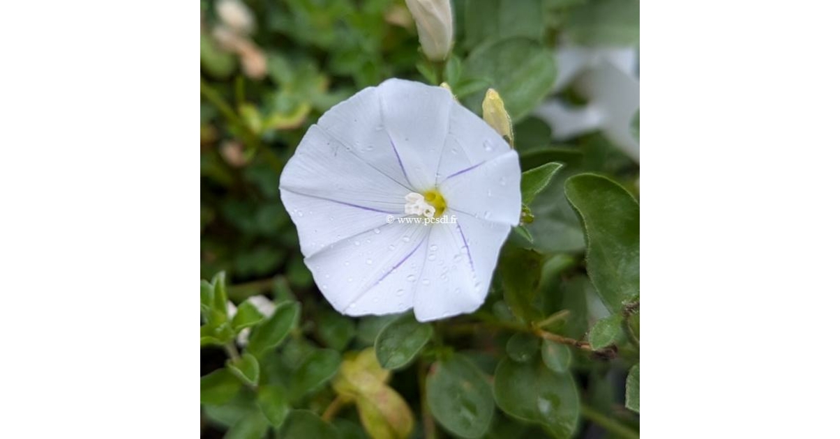 Convolvulus sabiatus 'New White Moon' ® C3L 30/40 - Toutes les vivaces ...