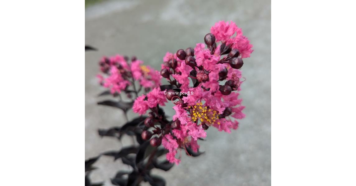 Lagerstroemia indica 'Midnight Magic' ® C20L tige 120cm - Tous les ...