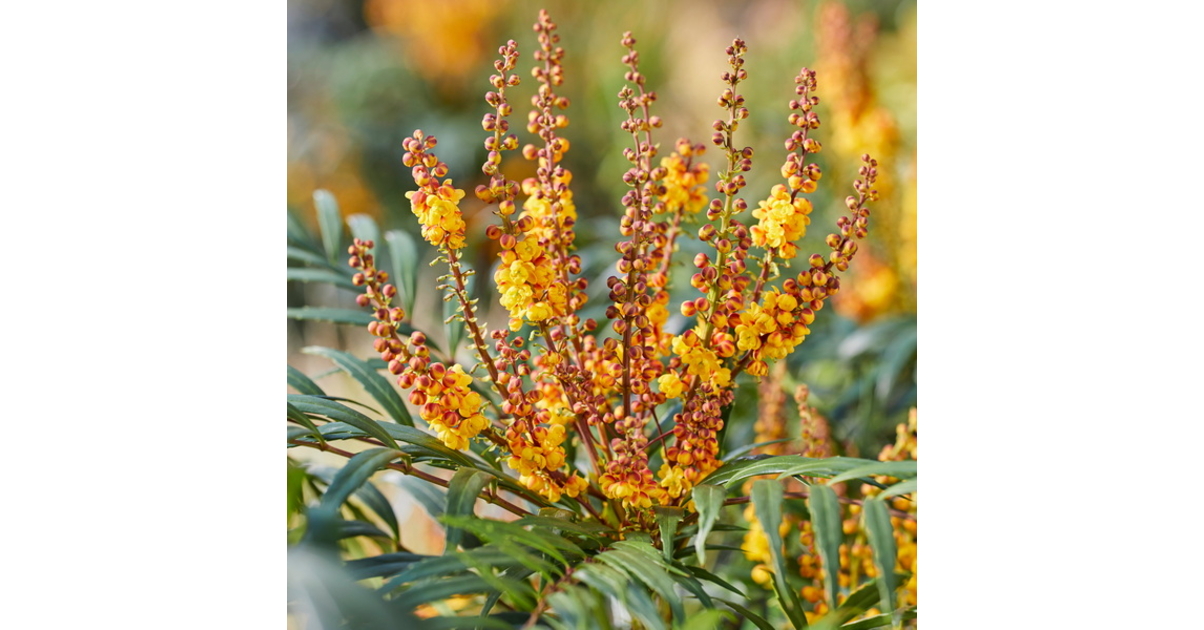 Mahonia eurybracteata 'Volcano' ® C4L 20/30 - Tous les arbustes ...