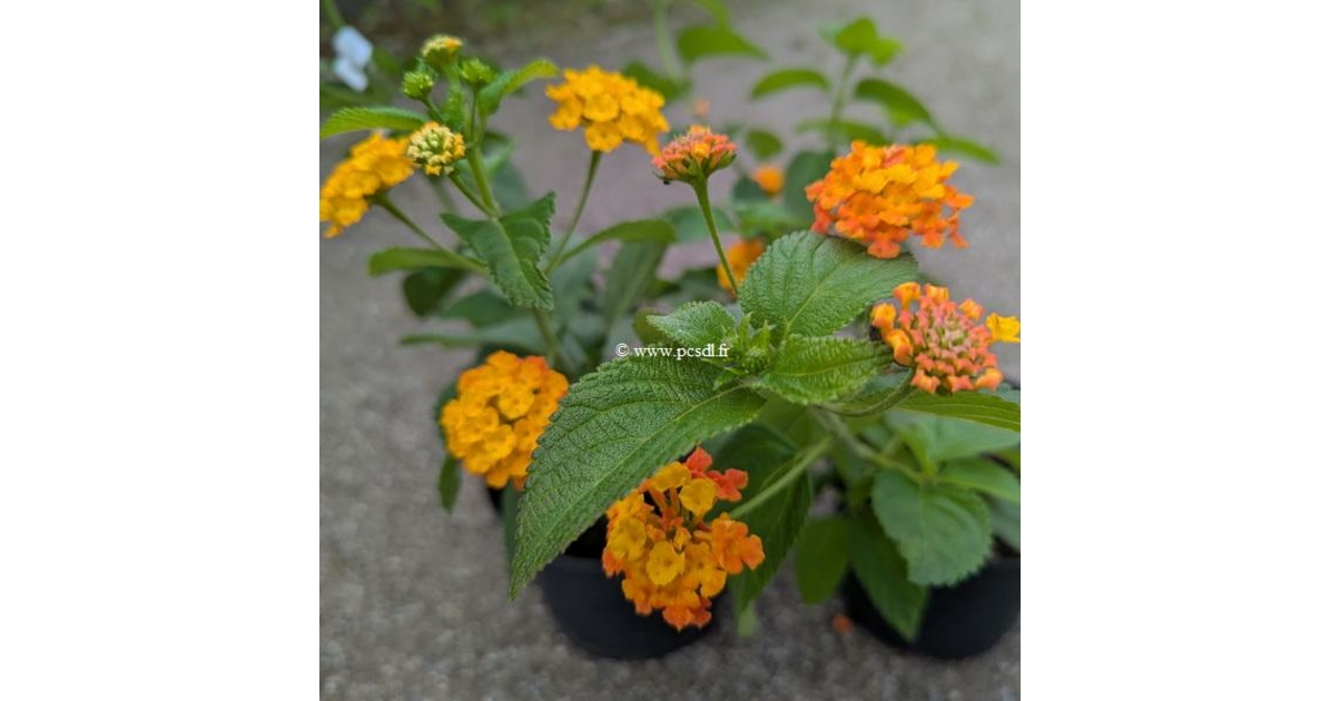 Lantana camara 'Simon Oange' C3L - Tous les arbustes - Pépinières côte ...