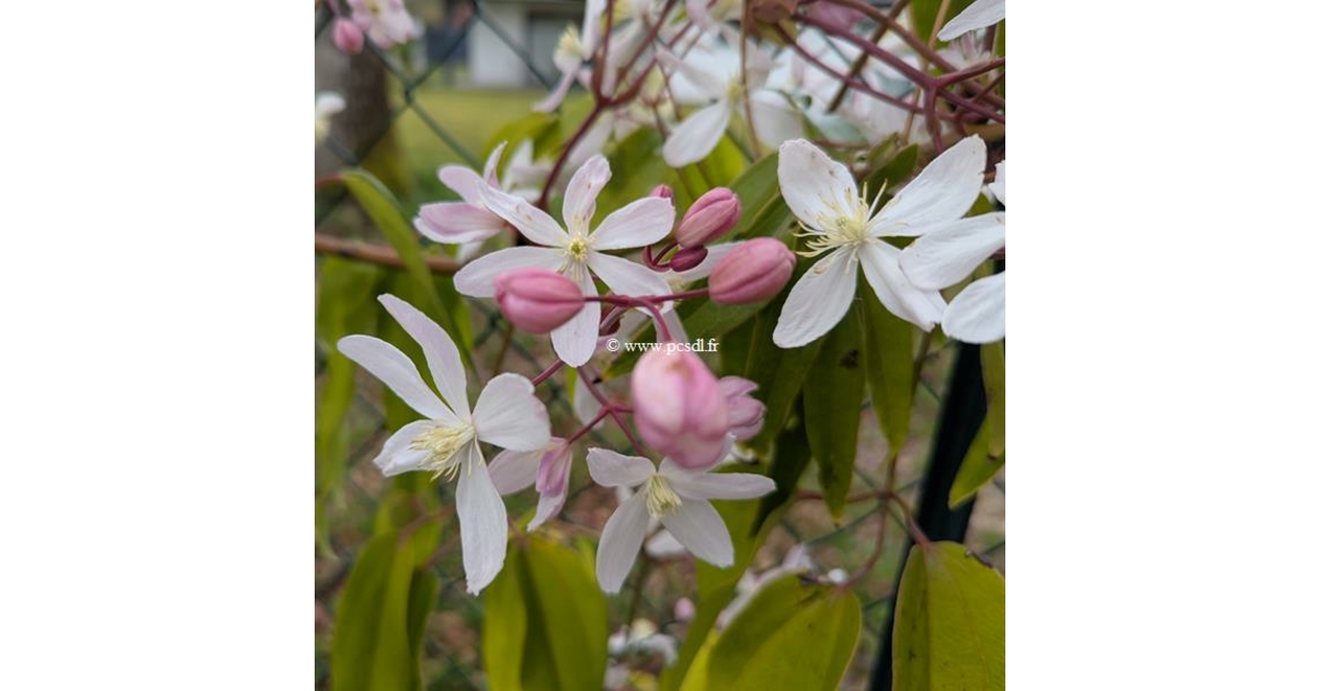 Clematis armandii 'Hendersonii Rubra' C4L 80/100 - Toutes les ...