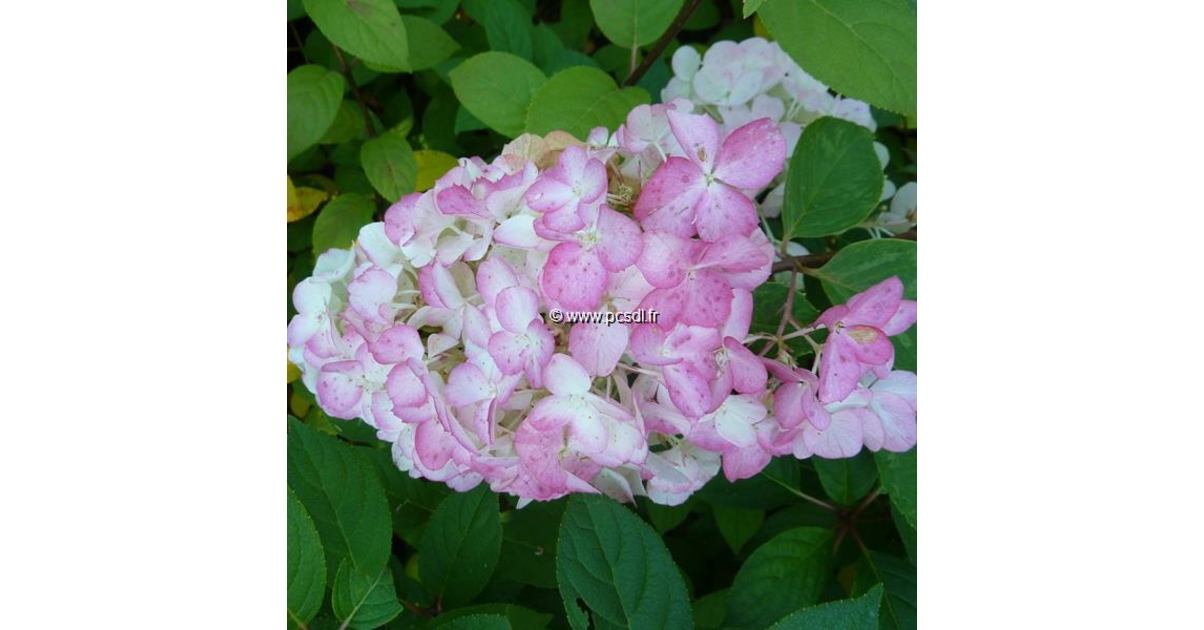 Hydrangea paniculata 'Fraise Melba' ® C12L tige 1m - Tous les Hydrangea ...
