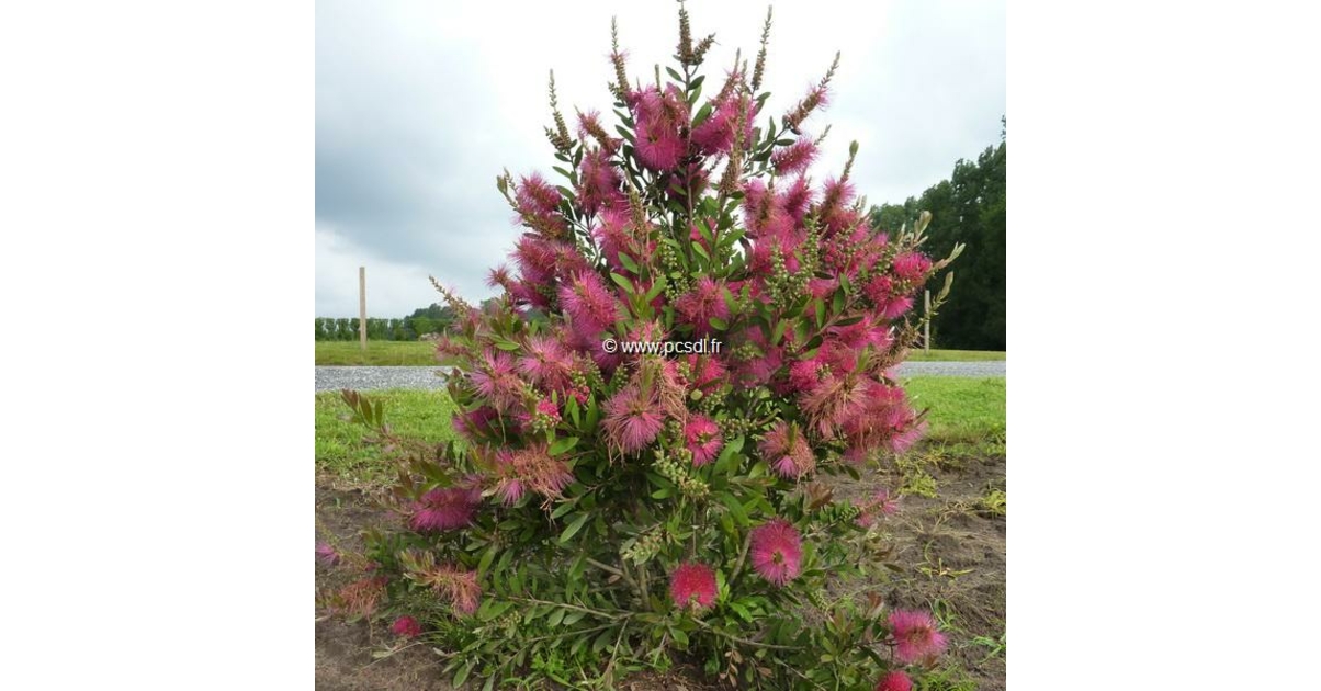 Callistemon viminalis 'Hot Pink' ® C15L tige 60/90 - Tous les arbustes ...