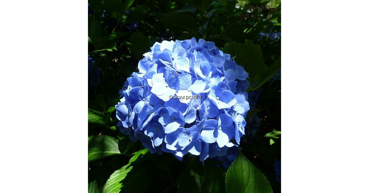 Hydrangea macrophylla 'Mathilda Gutges' C4L 20/40 - Tous les Hydrangea ...