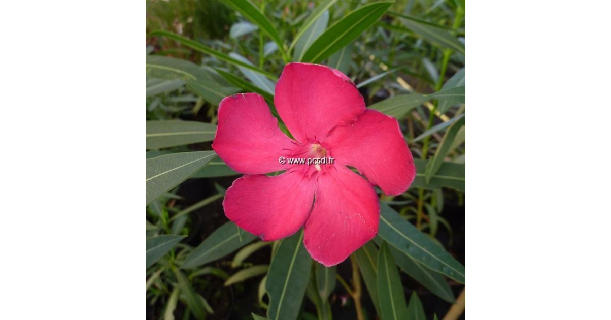 Nerium oleander 'Little Red' - Tous les arbustes - Pépinières côte sud ...