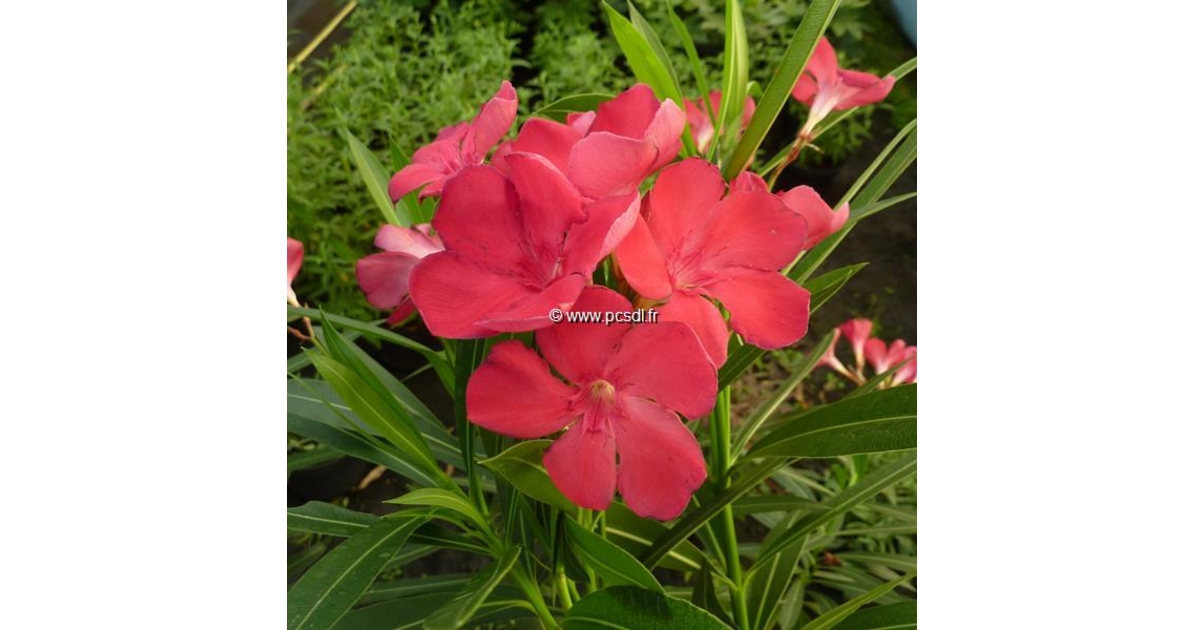Nerium oleander 'Little Red' C30L Tige 1m - Tous les arbustes ...