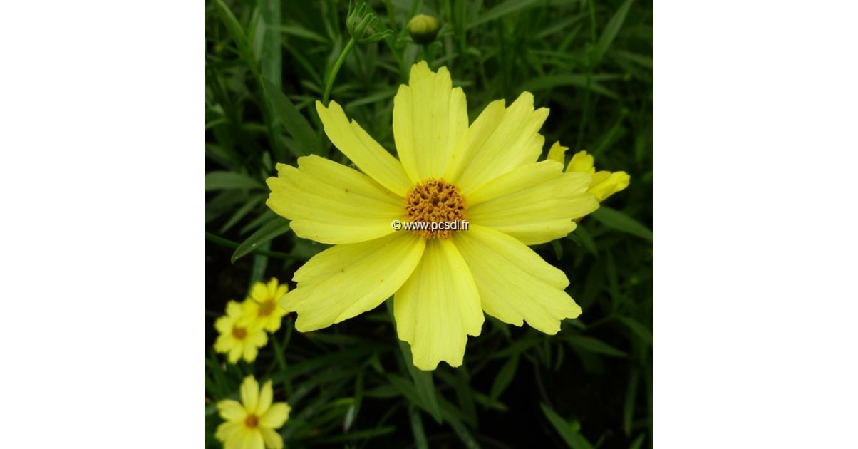 Coreopsis 'Full Moon' ® C3L - Toutes les vivaces - Pépinières côte sud ...