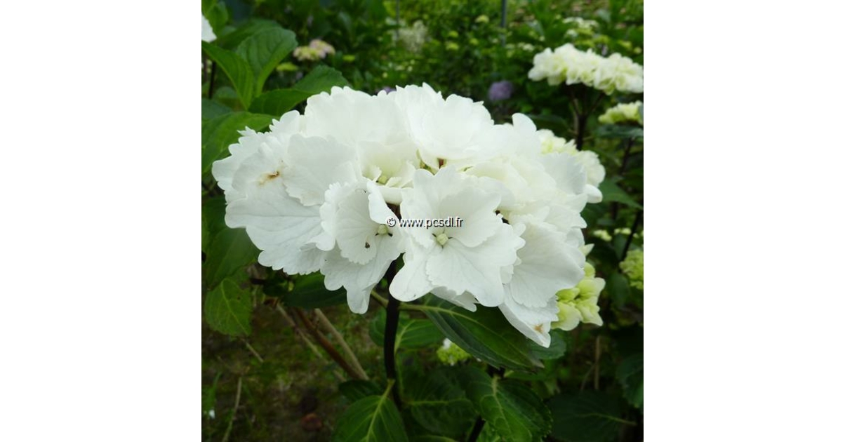 Hydrangea macrophylla 'Zebra' ® C4L 20/40 - Tous les Hydrangea ...