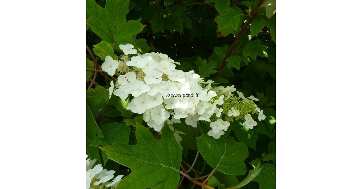Hydrangea quercifolia 'Alice' C10L 100/125 - Tous les Hydrangea ...