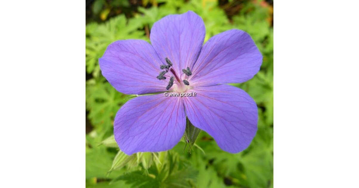 Geranium 'Spinners' C3L - Toutes les vivaces - Pépinières côte sud des ...
