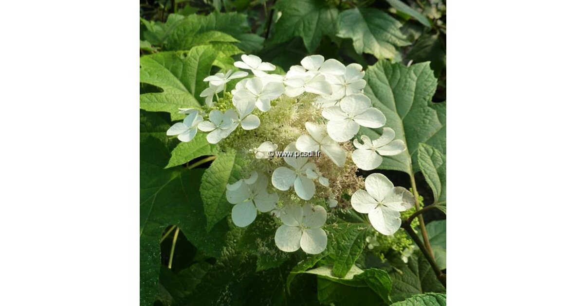 Hydrangea quercifolia 'Pee Wee' - Tous les Hydrangea - Pépinières côte ...