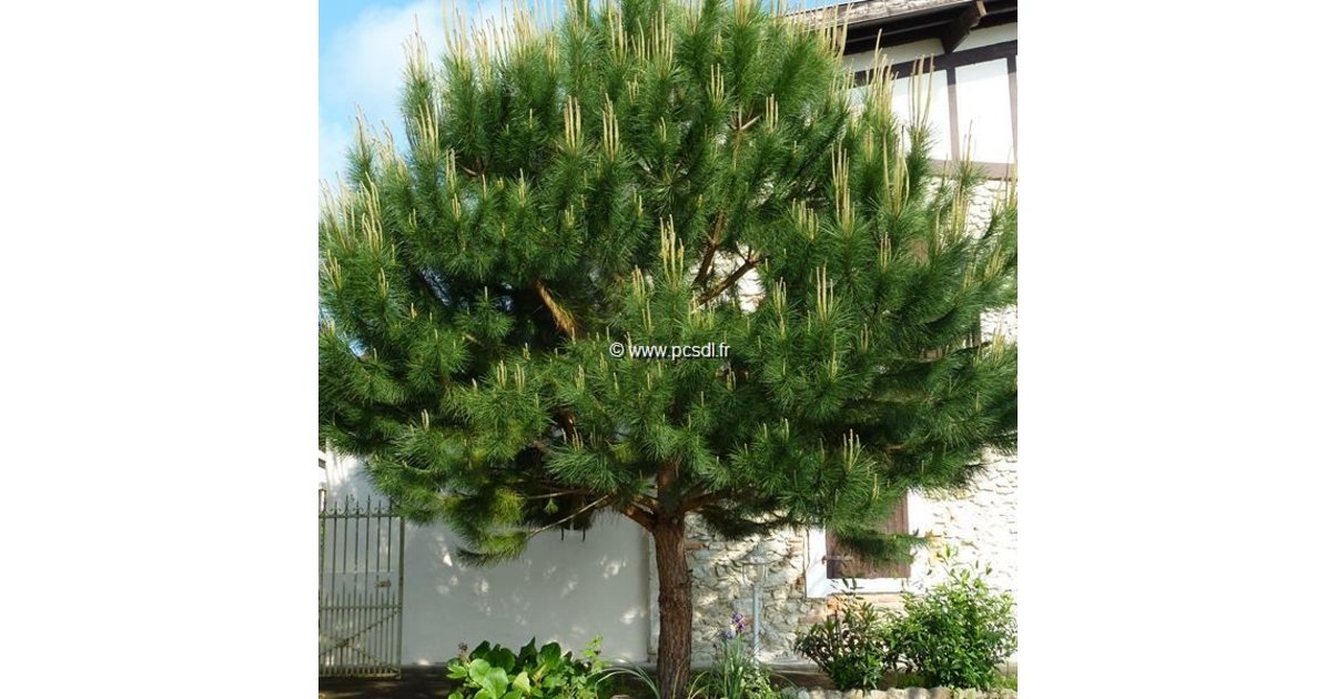 Pinus pinea - Tous les arbres - Pépinières côte sud des landes