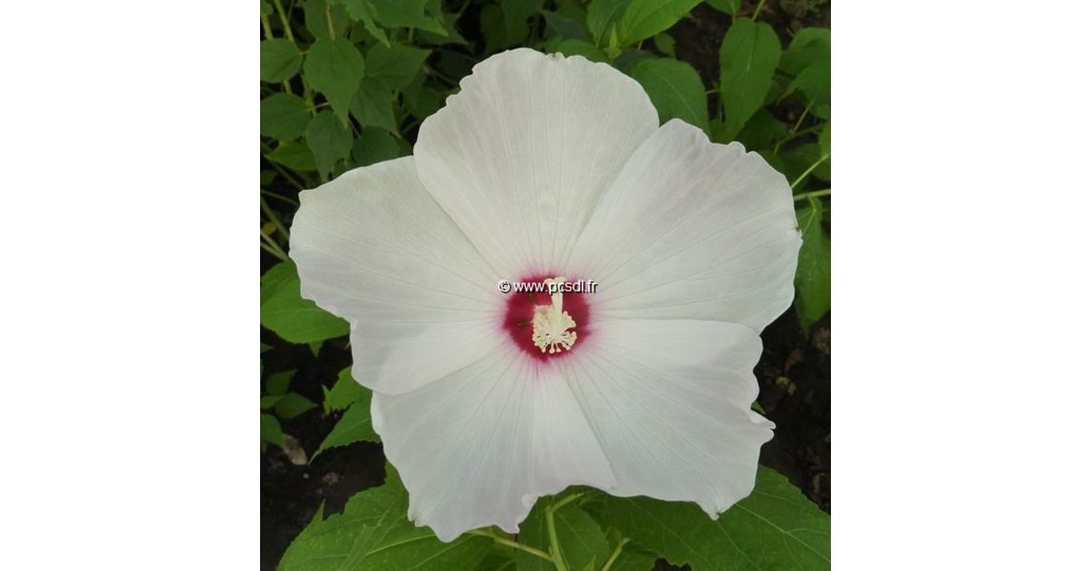 Hibiscus palustris 'Alba' C3L - Toutes les vivaces - Pépinières côte ...