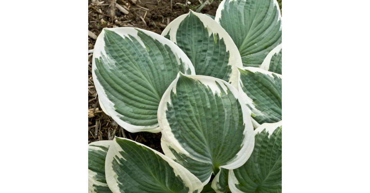 Hosta 'Barbara Ann' C3L - Toutes les vivaces - Pépinières côte sud des ...
