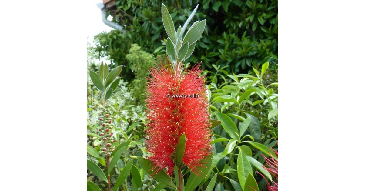 Callistemon rugulosus C15L 100/125 - Tous les arbustes - Pépinières ...