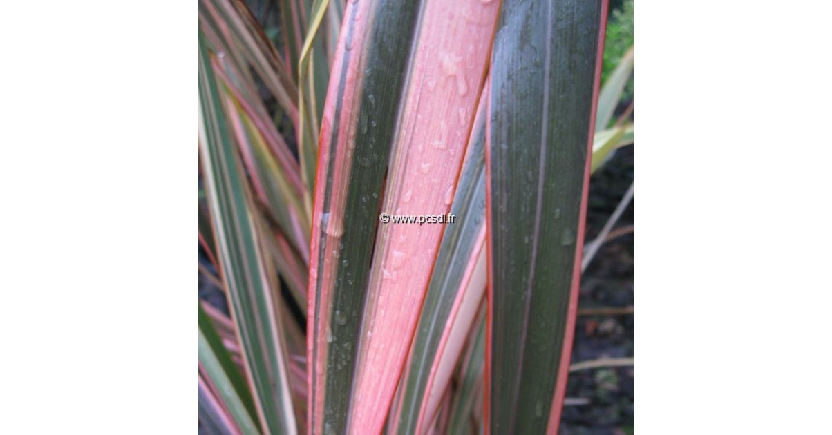 Phormium 'Pink Panther' C4L 40/50 - Tous les arbustes - Pépinières côte ...