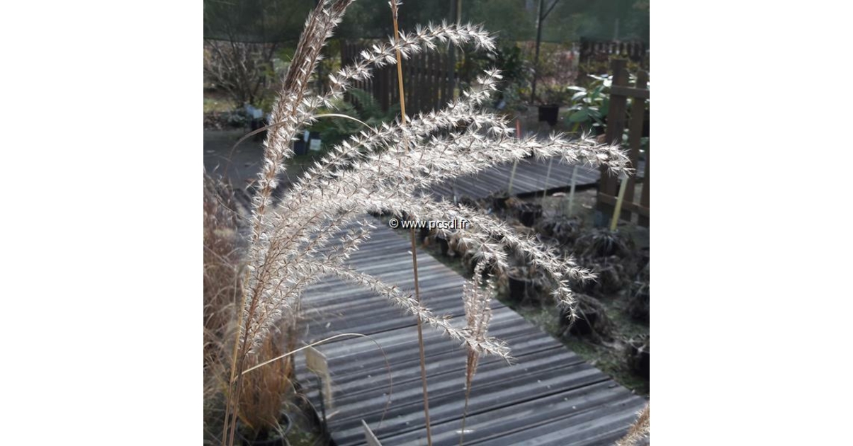 Miscanthus sinensis 'Morning Light' C3L - Toutes les vivaces ...