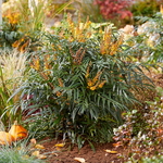 Mahonia eurybracteata 'Volcano' ® C5L 30/40 - Tous les arbustes ...