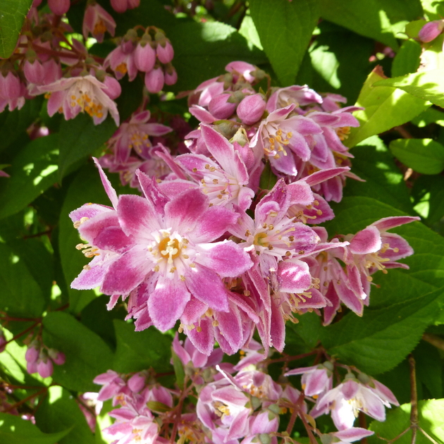 Deutzia x hybrida 'Perle Rose' 40/60 C4L - Tous les arbustes ...