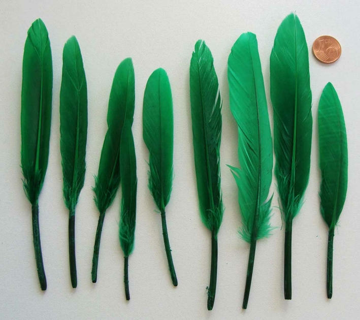 PLUMES teintes 8 à 15cm VERT par 15 pcs - Plumes - FondBaie