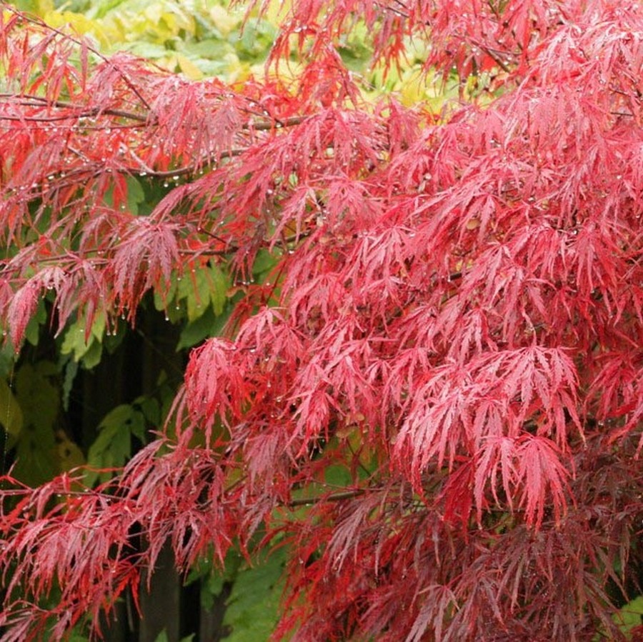 Erable du Japon AUTUMN FIRE - Acer palmatum - Carré Vert Pépinière