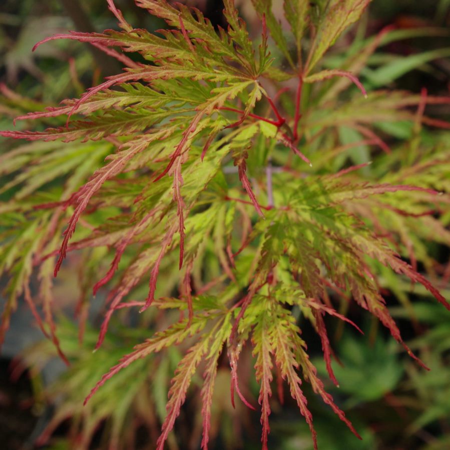 Erable du Japon AUTUMN FIRE - Acer palmatum - Carré Vert Pépinière