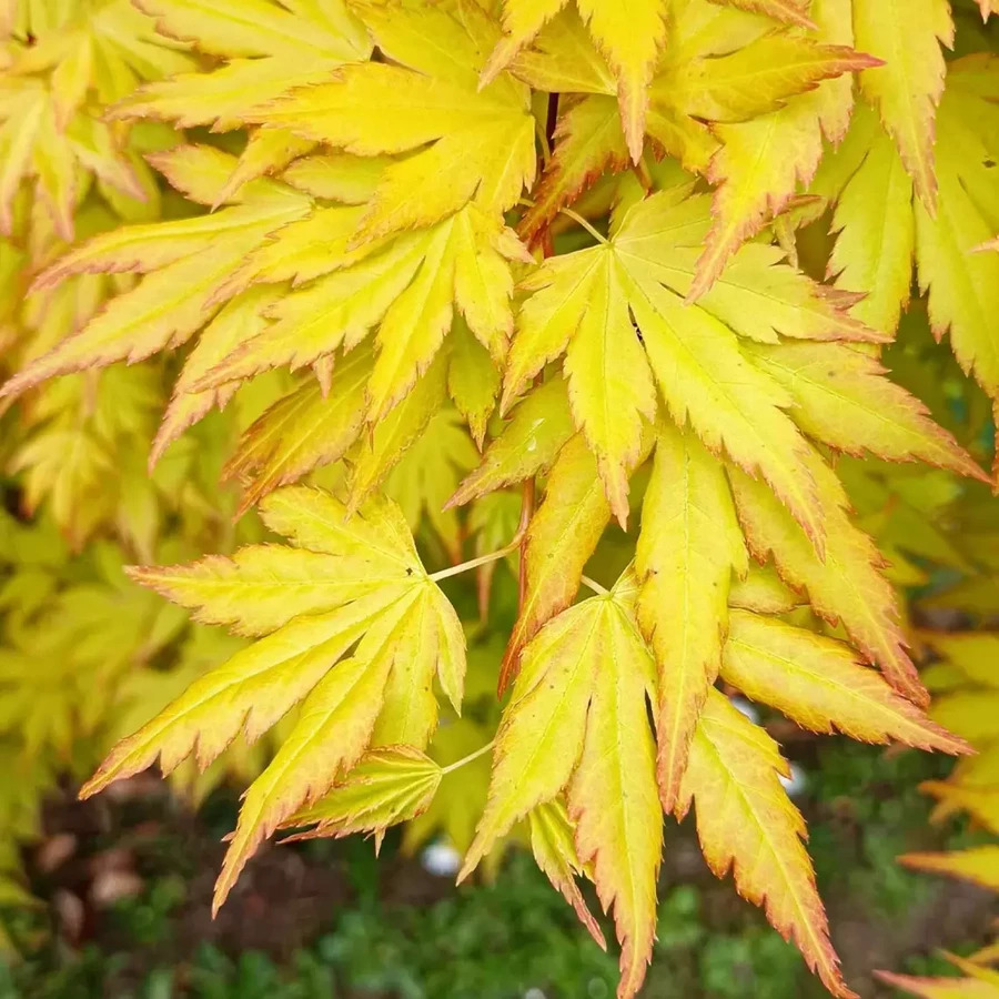 Erable du Japon CASCADE GOLD - Acer palmatum - Carré Vert Pépinière