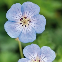 Carré Vert Pépinière