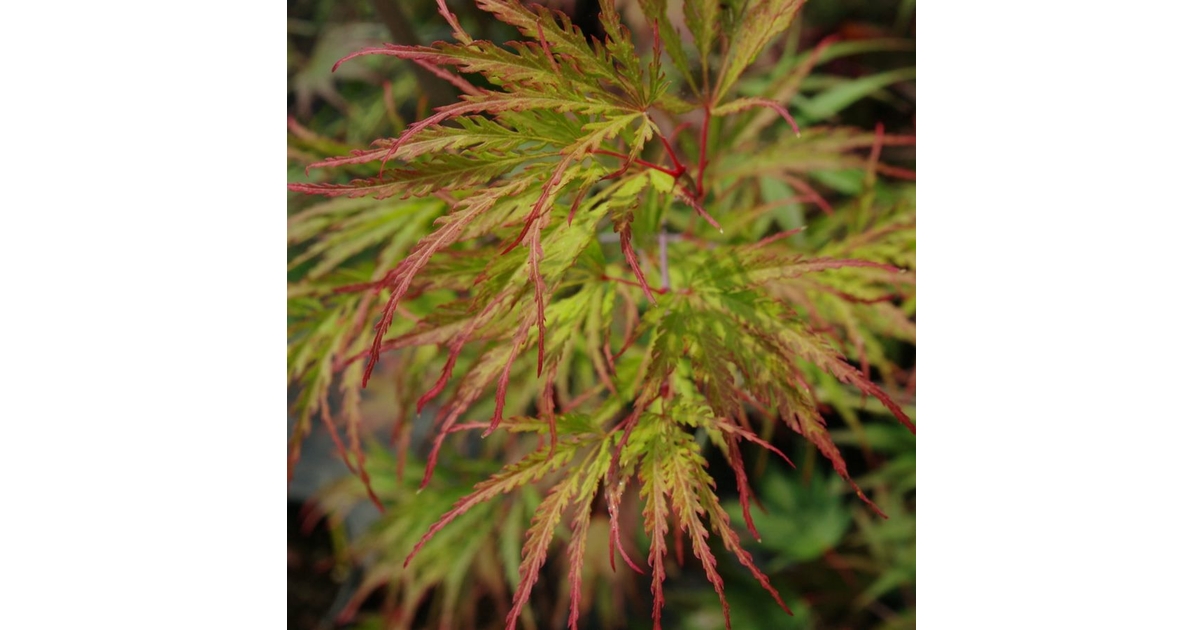 Erable du Japon AUTUMN FIRE - Acer palmatum - Carré Vert Pépinière