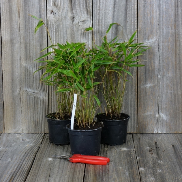 Fargesia RUFA - Bambou non traçant - Bambous Non Traçants/Fargesia ...